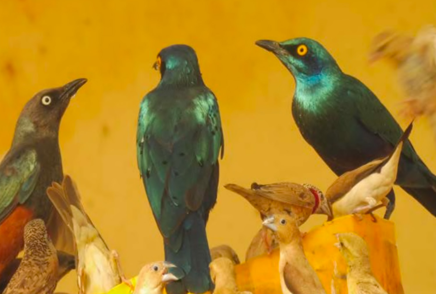 Publications | Institut Balanitès